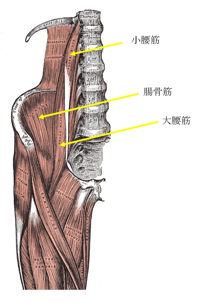 腸腰筋(腸骨筋、大腰筋、小腰筋)および大腿神経、内転筋管について トレンドの樹